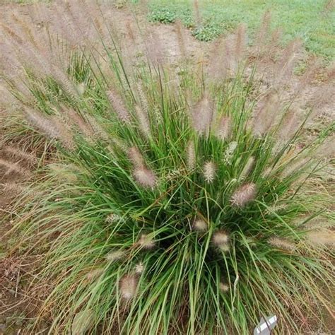 Praline™ Fountain Grass Buy At
