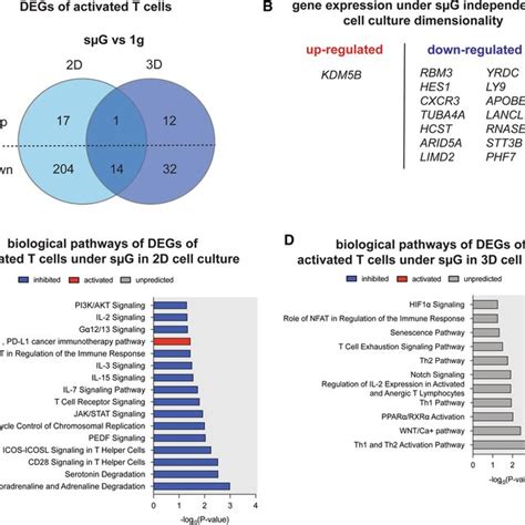 transcriptome analysis rna sequencing of activated t cells using rna