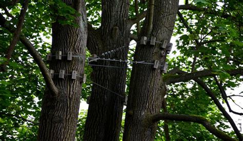 Tree Cabling Bracing Strengthening Nature S Giants