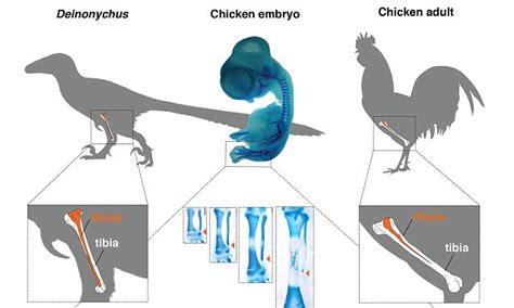Scientist Grow A Dinosaur Leg On A Chicken In Reverse Evolution