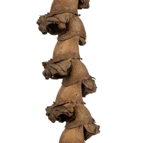 Natural Ladder Branches 1 Stem Lichen Or Knot Plant Company Llc