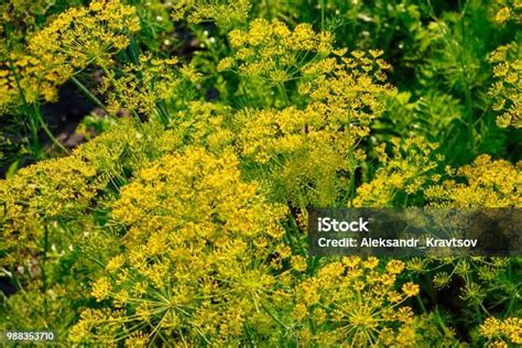 채소 밭에 딜의 노란색 꽃을 닫습니다 회 향 우산 자연 배경 0명에 대한 스톡 사진 및 기타 이미지 0명 개화 건강한 식생활 Istock