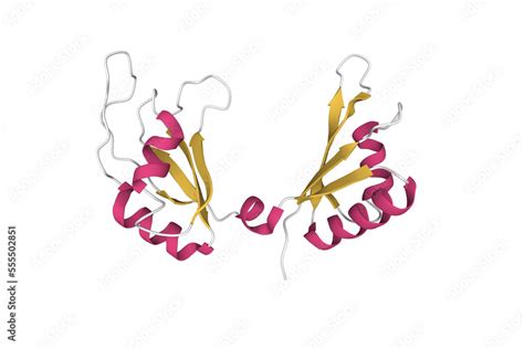 Structure Of C Myc Dna Binding Protein 3d Cartoon Model Secondary Structure Color Scheme Pdb