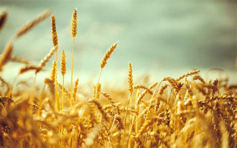 Wheat Field Wallpapers Wallpaper Cave