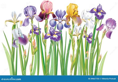 Border Of Iris Flowers Stock Vector Illustration Of Botany 39667755