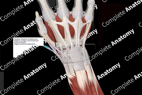 Tendon Sheath Of Abductor Pollicis Longus And Extensor Pollicis Brevis Complete Anatomy