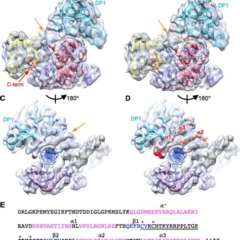The Modeling Of The C Terminal Domain Ctd Of Dp2 A Top View Of The Download Scientific