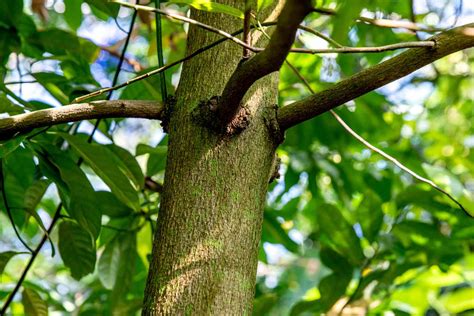 How To Grow And Care For A Nutmeg Tree