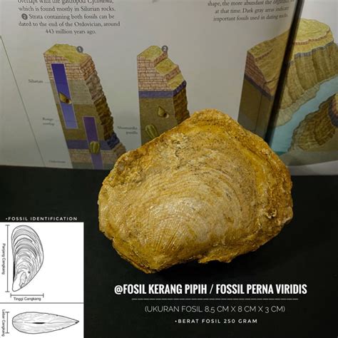 Jual Fosil Kerang Natural A24 Atau Fossil Perna Viridis Atau Fosil