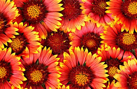 Red Sunflower Wallpapers Top Free Red Sunflower Backgrounds