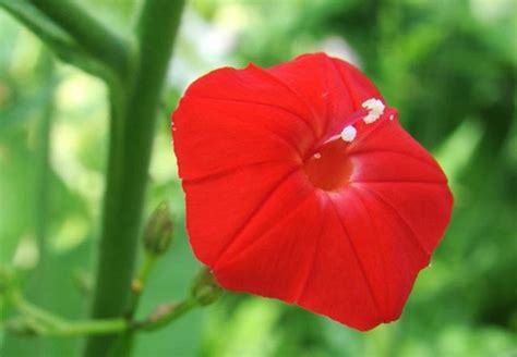 How To Grow Ipomoea From Seedlings