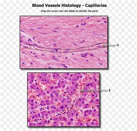 人体毛细血管解剖png图片素材下载 图片编号1252055 Png素材网