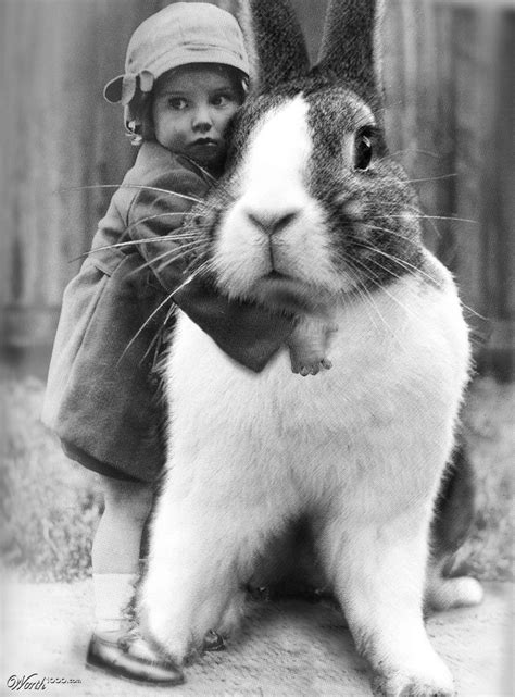 Кролик Приколы Картинки – Telegraph