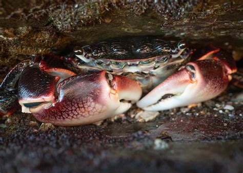 Striped Shore Crab Cabrillo Marine Aquarium San Pedro California