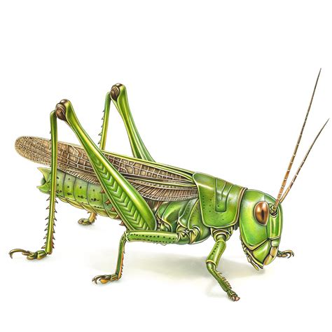 A Realistic Detailed Illustration Of A Green Grasshopper Isolated On