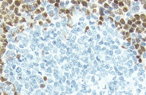 Antigen Unmasking Vectorlabs