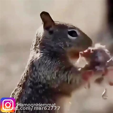 خوردن موش توسط سنجاب، صداگذاری طنز راز بقا