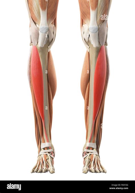Tibialis Anterior Syndrom Leitsyndrom Rxfrf