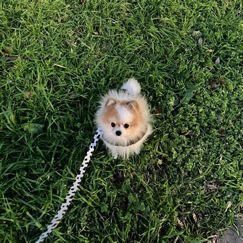 스트레스 받지 않고 포만감은 충분히 느끼며 씹는 즐거움이 있는 다이어트 해보자 나랑 칭구하자 모여~~ ️🐶 스하리하면 나도 달려간당 강아지