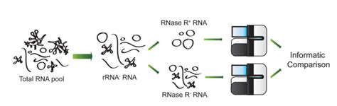 Rnase R Rnase A Rnase H Rnase I Tinzyme