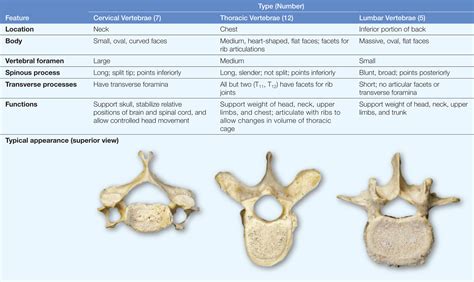 7 6 The Five Vertebral Regions—cervical Thoracic Lumbar Sacral And Coccygeal—each Have