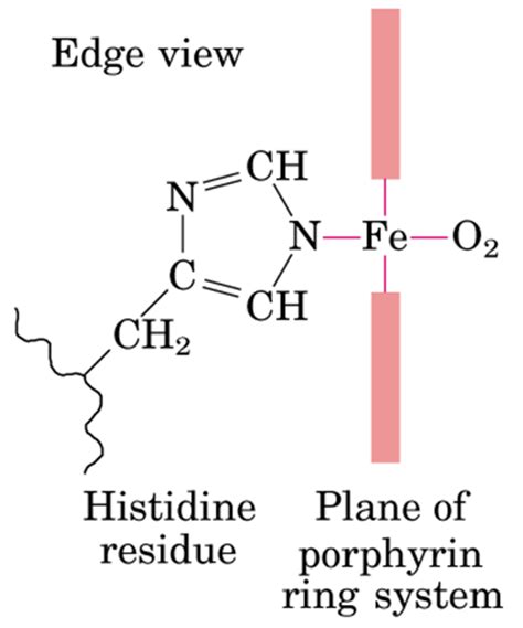 血红蛋白血红素里面的亚铁和氧气结合的时候不会被氧化成三价铁吗？ 知乎