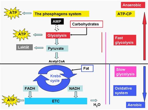 Phosphocreatine System