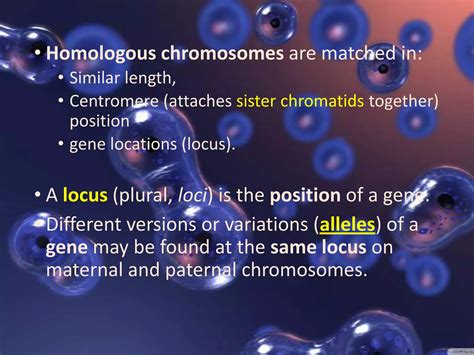 Meiosis 1 And 2 PPTX Infertility Reproductive Health