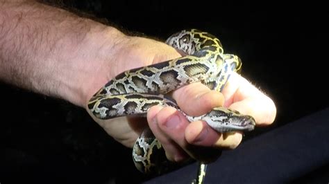 Burmese Python Pet