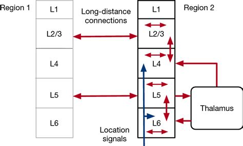 The Canonical Circuits Information Flow Layer L4 In A Cortical Column Download Scientific