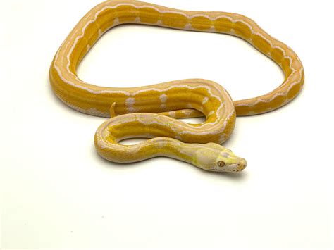 Albino Sunfire Reticulated Python