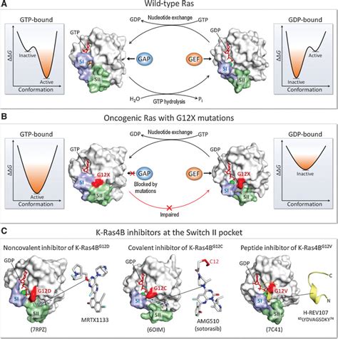 A New View Of Activating Mutations In Cancer Pmc