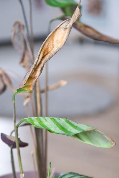 국내 식물 재배의 문제 거미 진드기에 의해 영향을 받는 Calathea 잎은 노랗고 건조하여 뿌리가 썩는 식물의 넘침 식물 치료 및 해충 및 곰팡이 방제 프리미엄 사진