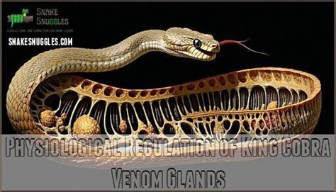 King Cobra Venom Gland Anatomy Natures Most Lethal Injection System