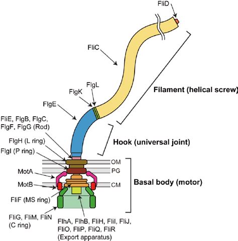 Describe The Structure Of A Flagellum
