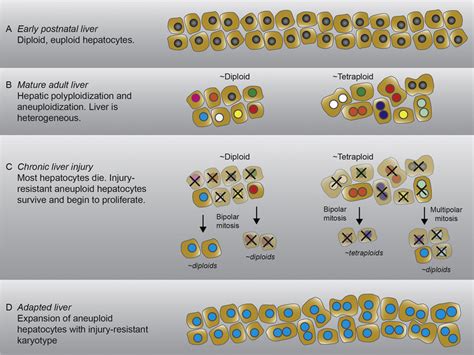 Polyploidy Vs Aneuploidy