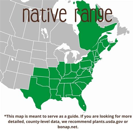 Buy Tag Alder For Sale Online Direct Native Plants