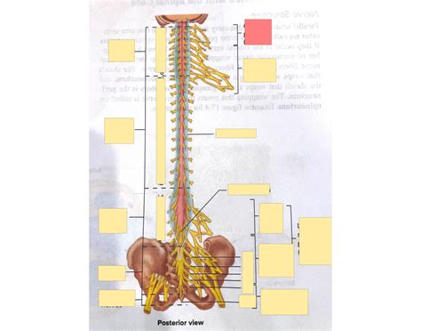 Spinal Cord And Nerve Plexuses Quiz