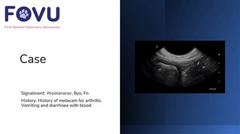 Abnormal Stomach And Small Intestinal Walls Clarius