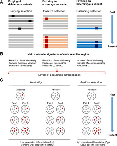 Modes Of Natural Selection And Molecular Signatures Of Each Selective