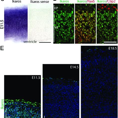More Deep Layer Neurons And Fewer Upper Layer Neurons Following Download Scientific Diagram