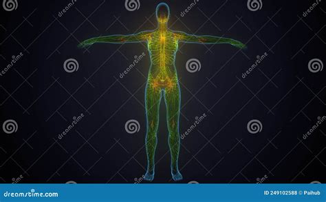 3d Illustration Of Female Body Lymphatic With Brain And Circulatory System Anatomy Stock