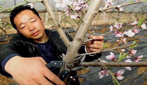 桃树如何摘心图解 四季梅如何摘心 天竺葵摘心 第5页 大山谷图库