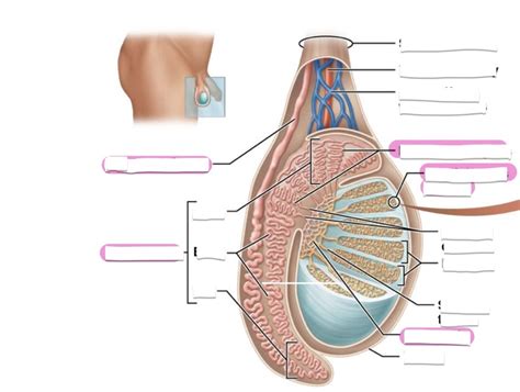 Reproductive Labeling Diagram Quizlet