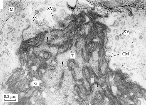 A Cyanobiont Protoplast In The Basal Region Of The Coralloid Root Of E Download Scientific