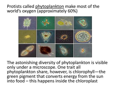 Ppt Unit 2 Notes Kingdom Protista Powerpoint Presentation Free