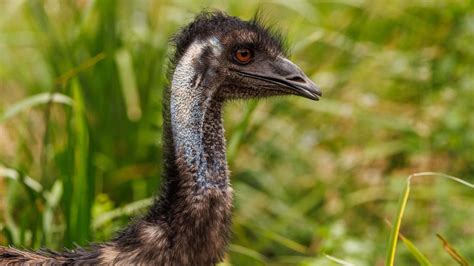 [100 ] Emu Wallpapers
