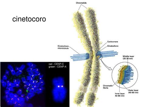 Ppt 13 Teoría Cromosómica De La Herencia Ciclo Celular Mitosis Y