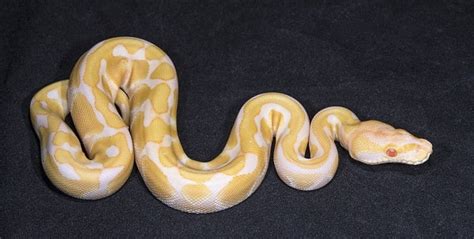 Albino Ball Python Morph Care Diet And Habitat Setup For New Owners
