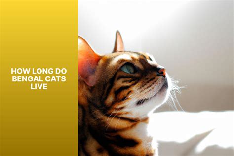 How Long Do Bengal Cats Live Discover The Lifespan Of Bengal Cats